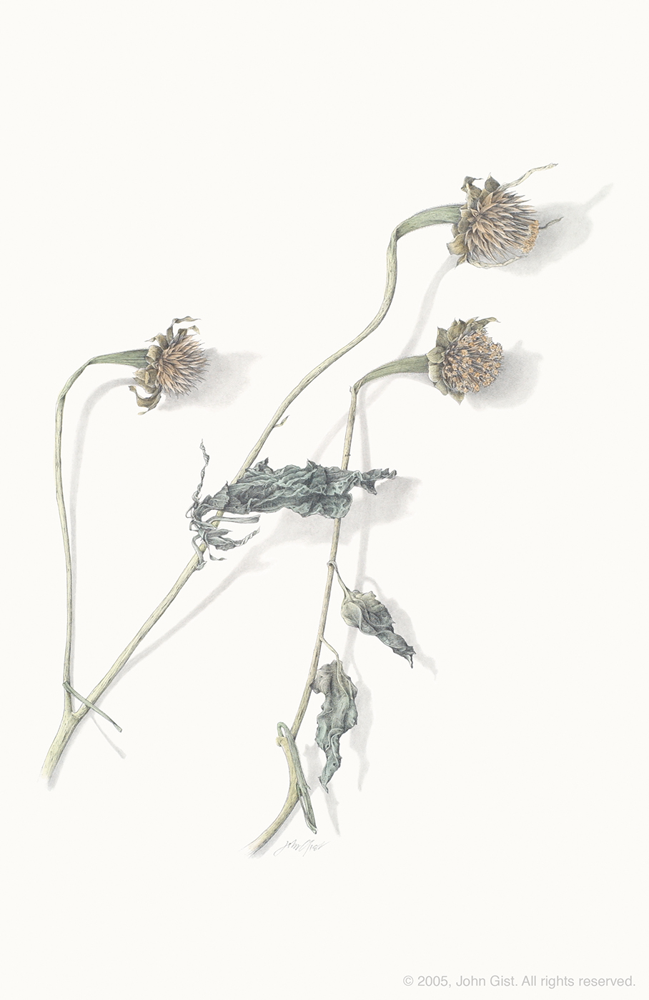 Catalogue of the International Exhibition of Botanical Art ...