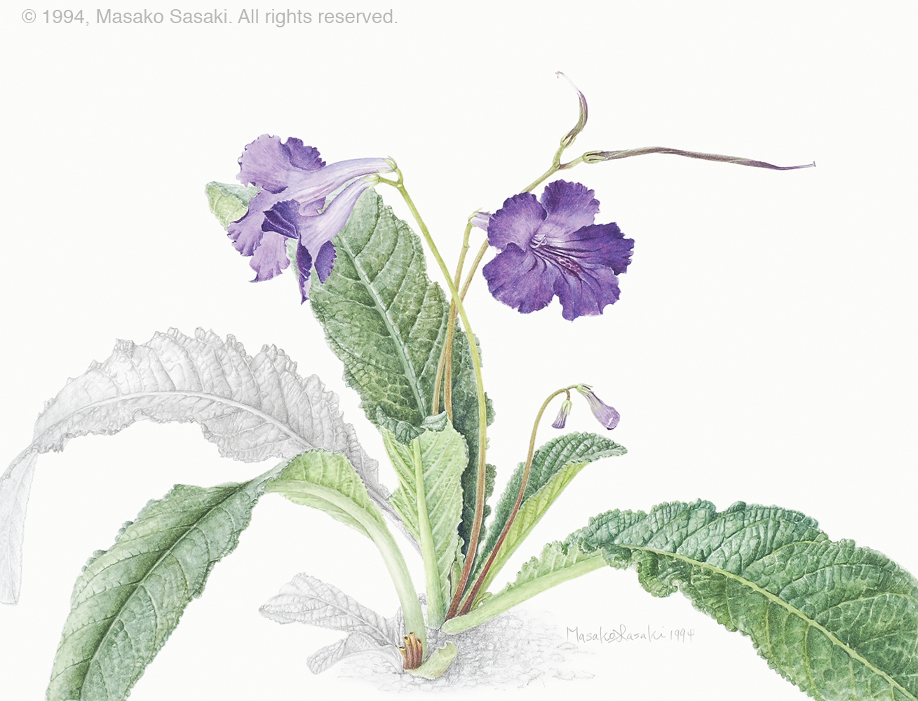Catalogue of the International Exhibition of Botanical Art ...
